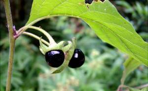 Belladonna (belladonna vulgare) poisoning: signs (symptoms), first aid ...