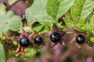 Belladonna (belladonna vulgare) poisoning: signs (symptoms), first aid ...